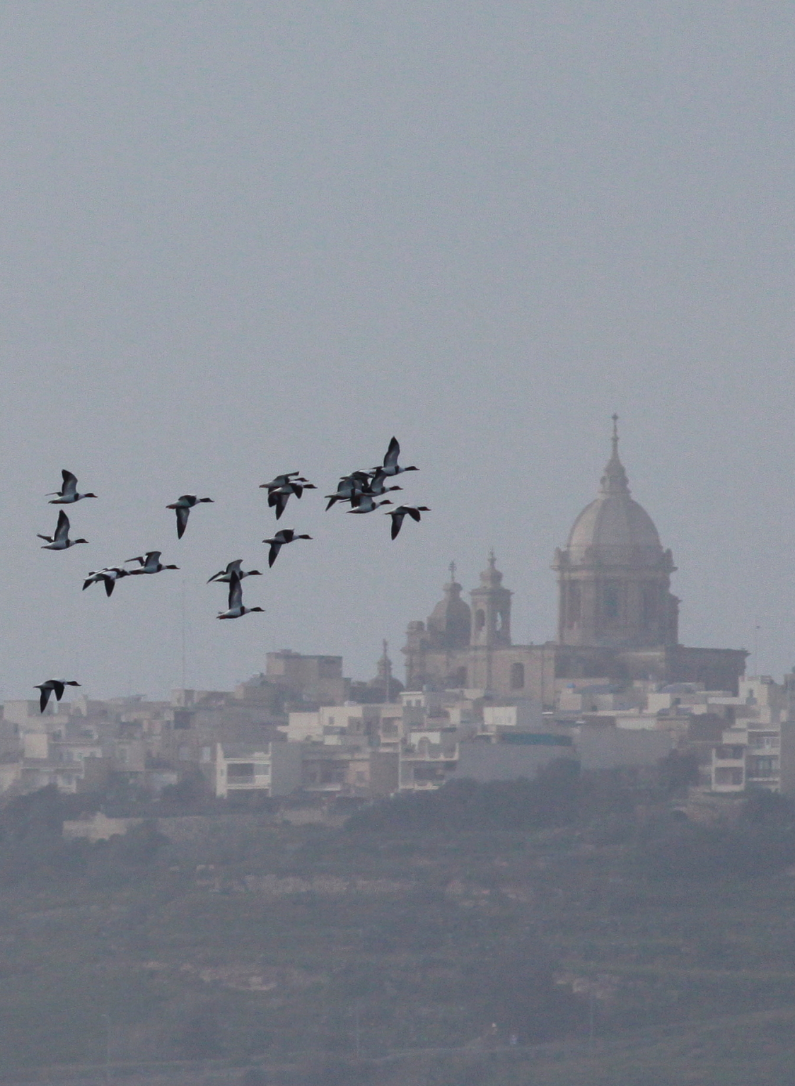 Birds of Passage: Hunting and conservation in Malta – Berghahn Books